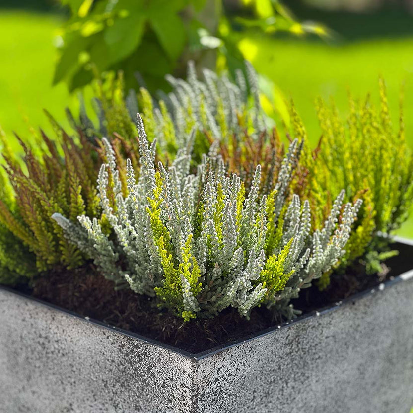 Heidepflanzen kaufen | Verschiedene, winterharte Heide bestellen ...