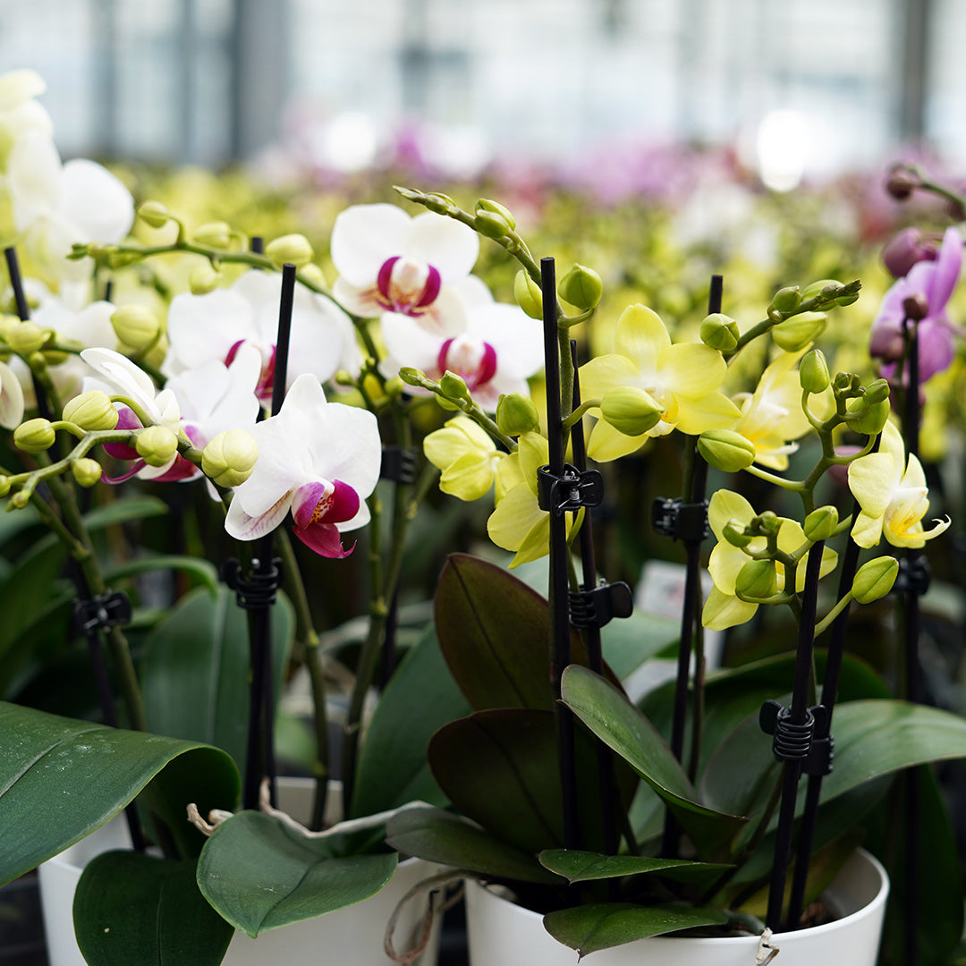 Orchideen Kaufen In Der Nahe