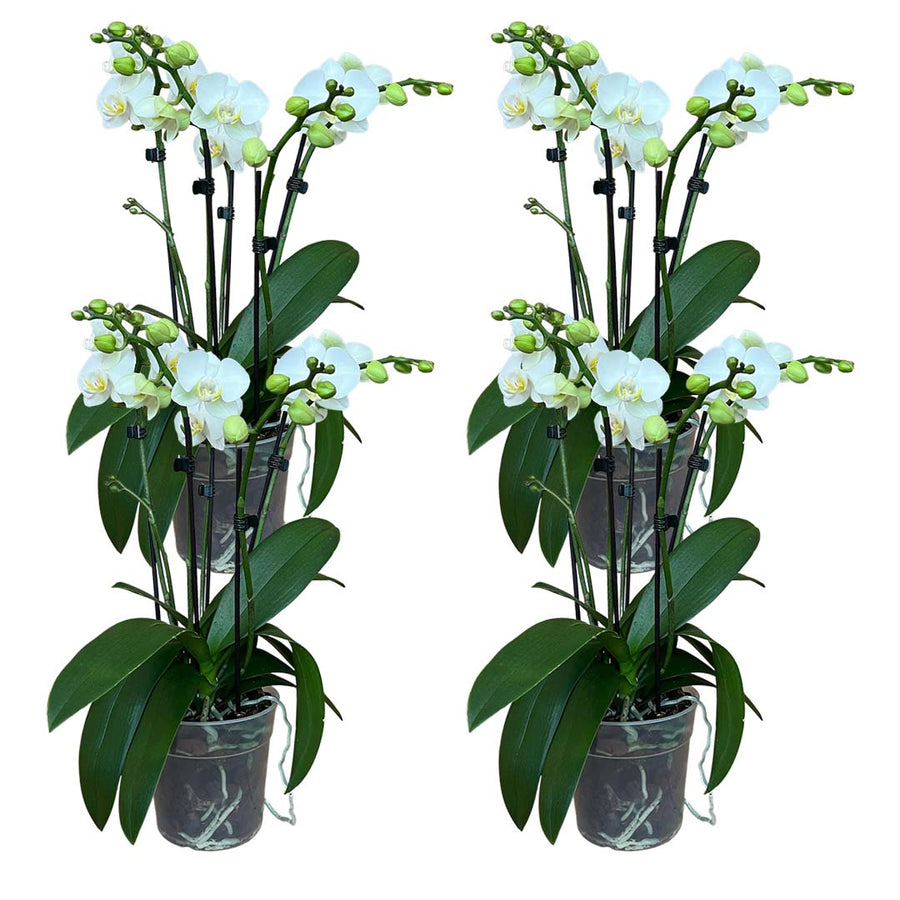 Orchideen kaufen – Premium Orchideen direkt aus dem Münsterland ...