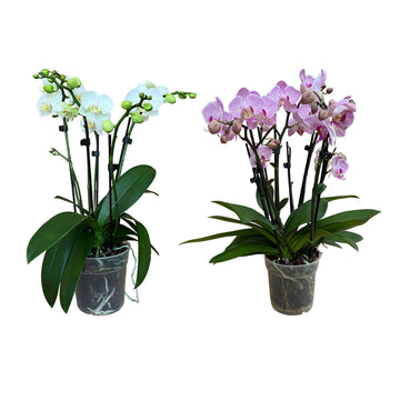 Orchideen kaufen | Blütenmeer direkt aus unserem Gewächshaus – Blumen ...