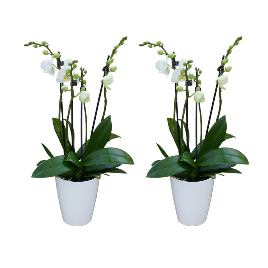 Orchideen kaufen – Premium Orchideen direkt aus dem Münsterland ...